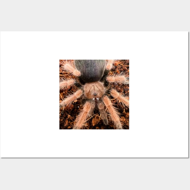 Brachypelma/Horror Hamster/Mexican Red Knee Tarantula - Brachypelma - Posters and Art Prints ...